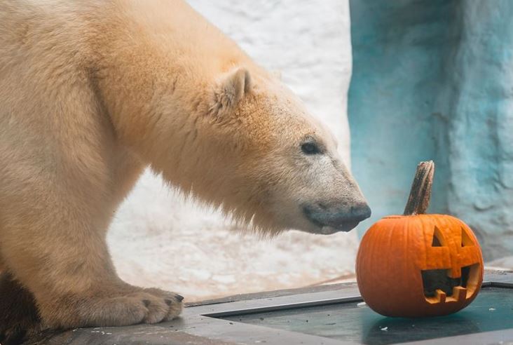 40 Fall Activities to Try in the Toledo Area: 2023 Edition - Toledo Parent