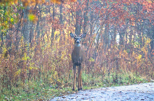 Rudolph Bike Park Brings More Recreational Fun - Toledo Parent