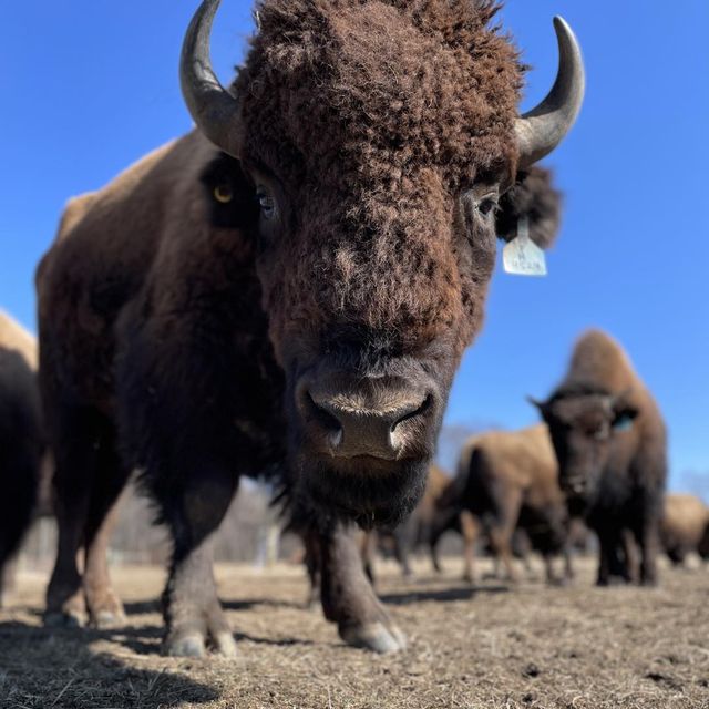 Visit a Herd of Bison – At Home on the Range Just West of Toledo ...